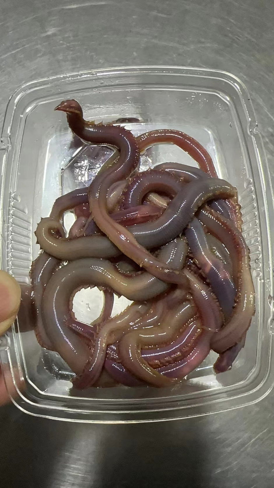 Catch More Fish with Dried Lugworms – Long Shelf Life & Mess-Free Bait ...