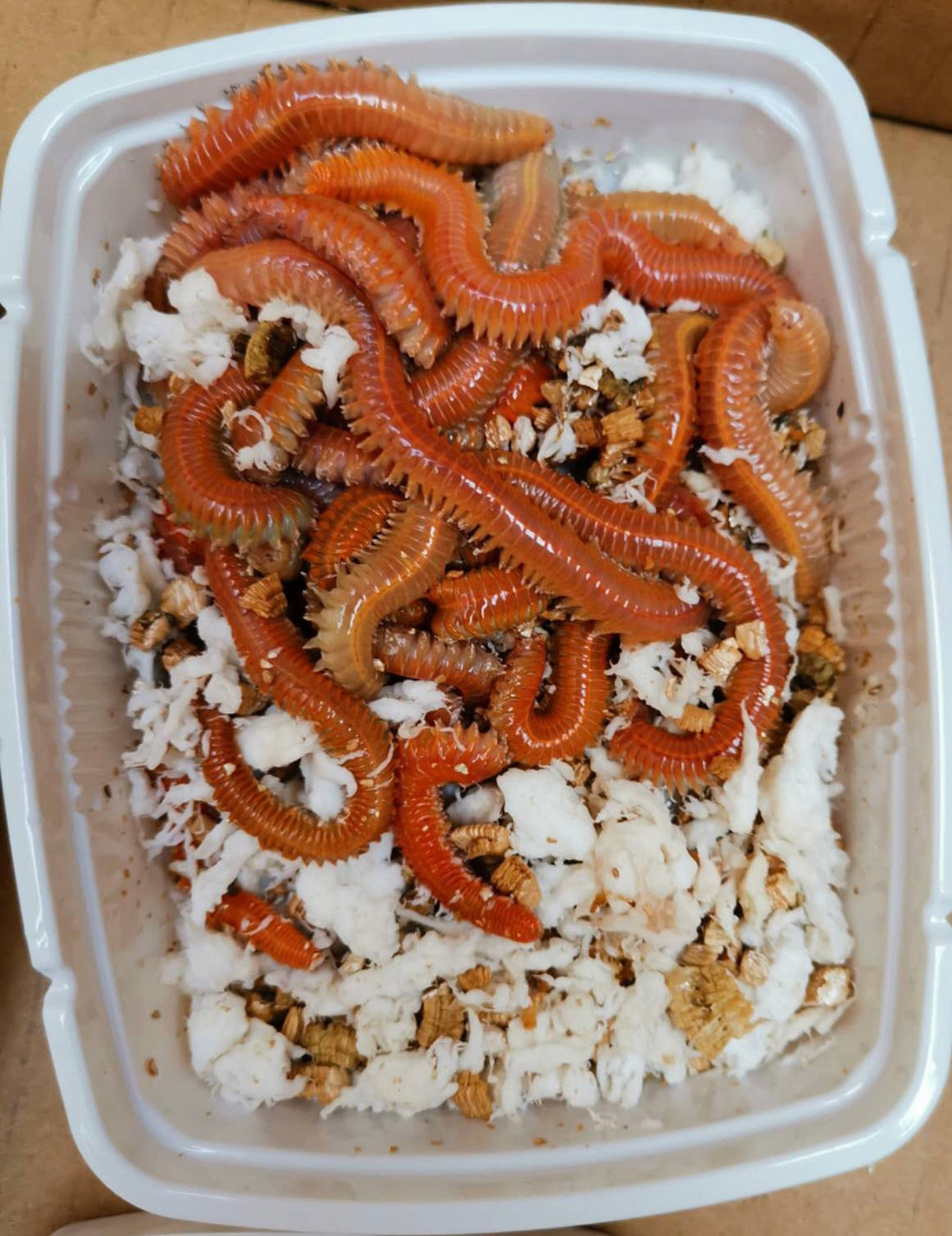 Catch More Fish with Dried Lugworms – Long Shelf Life & Mess-Free Bait ...