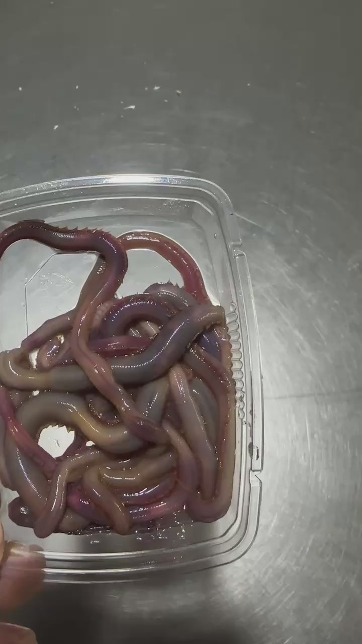 Bloodworms – Online Bait Express